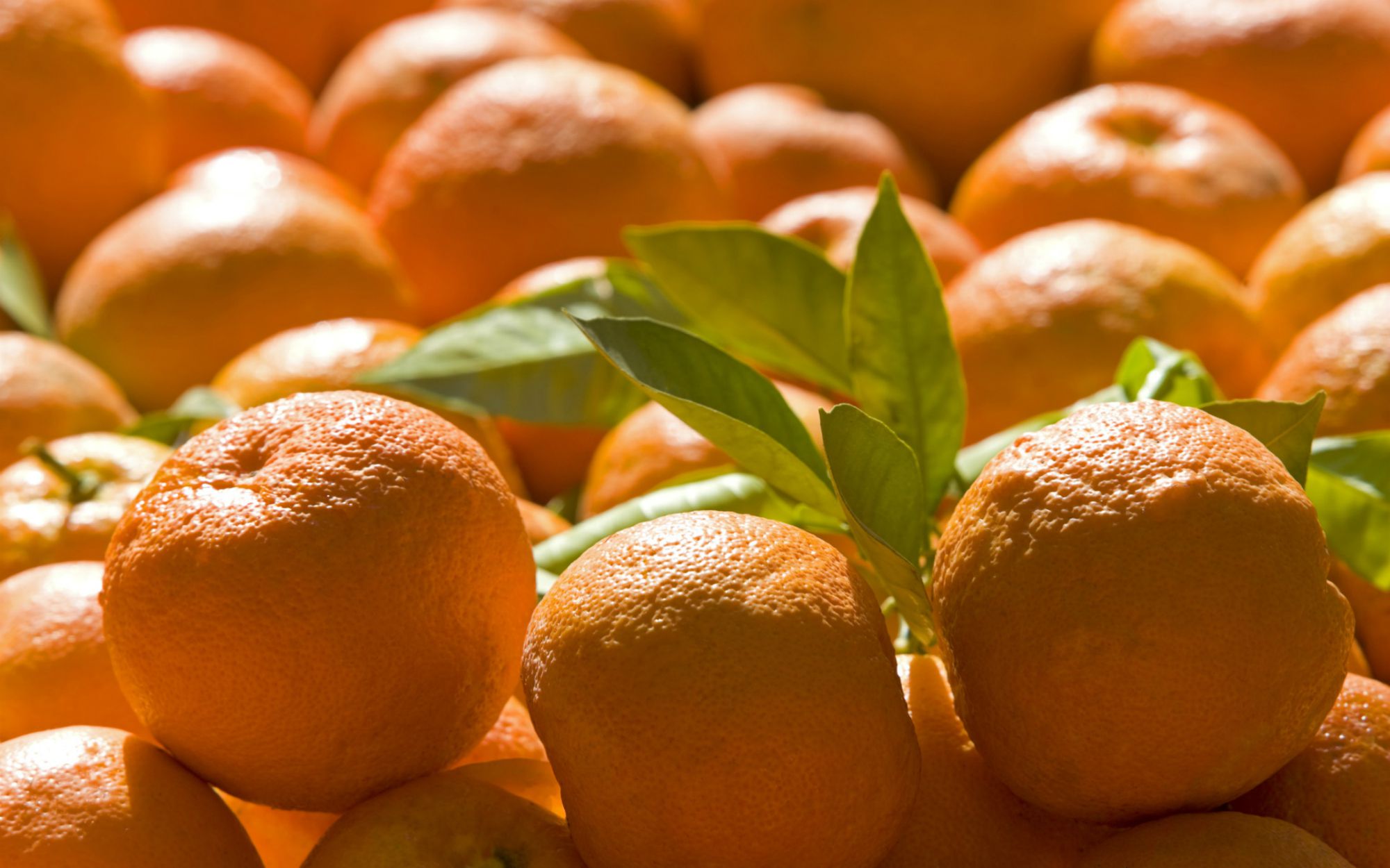 Faits nutritionnels et avantages pour la santé de l'orange amère
