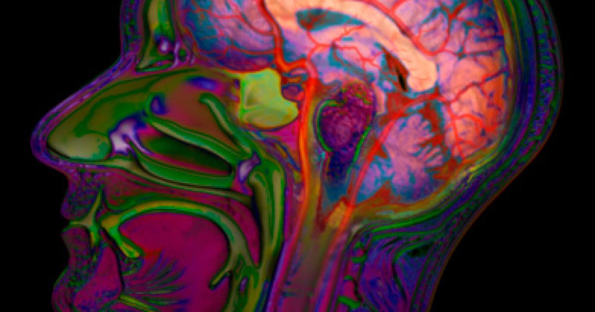 Cerveau humain | Faits sur le cerveau | Faits fascinants sur votre cerveau Cerveau humain | Faits sur le cerveau | Faits fascinants sur votre cerveau