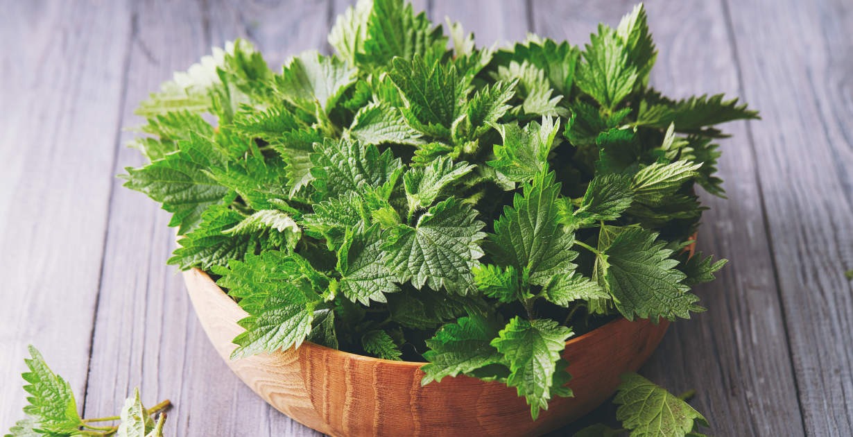 Utilisations de l'ortie piquante + 5 avantages remarquables pour la santé